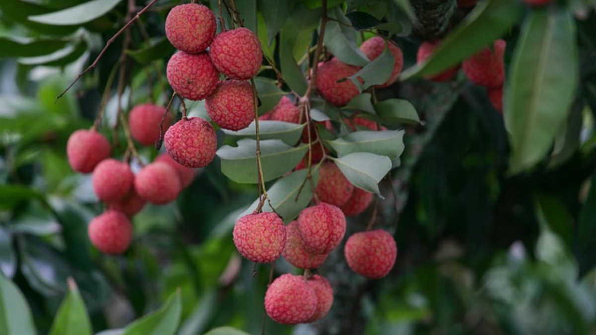 Lychee: లిచీని నీటిలో నానబెట్టిన తర్వాత మాత్రమే ఎందుకు తినాలి? అలా ...