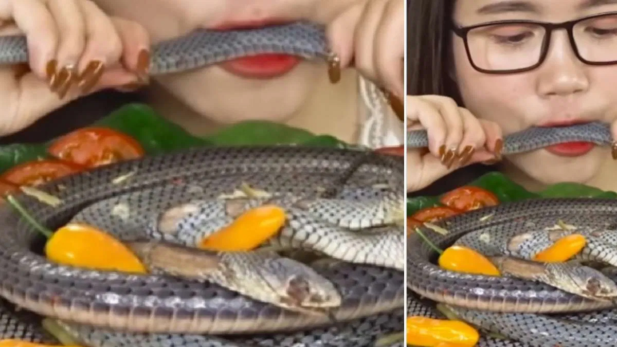 Snake Eating Girl : అబ్బా.. మనిషా.. రాక్షసా.. బతికున్న పామును ...