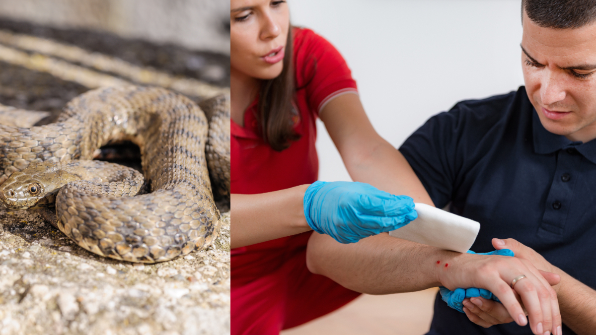 Snake Bite: పాము కాటుకు గురైన వెంటనే ఈ పనులు చేయండి..? ప్రాణ హాని ఉండదు..! - Rtvlive.com