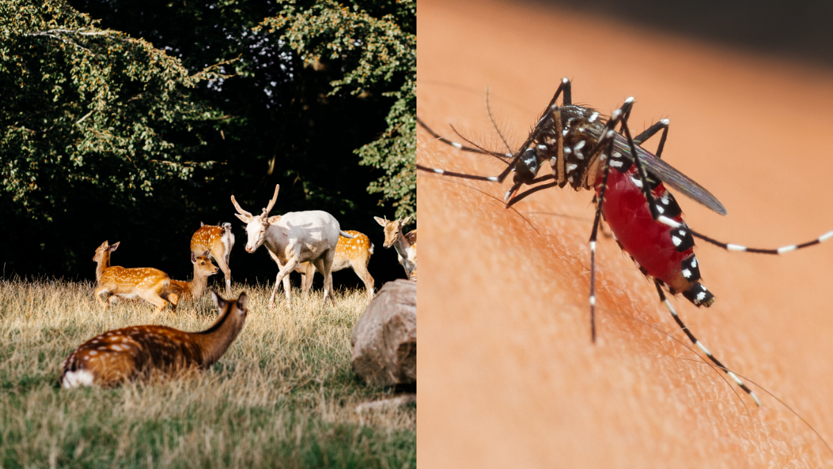 Mosquitoes: దోమలు జంతువులను కూడా కుడతాయి.. మరి వాటికి డెంగీ వస్తుందా ...